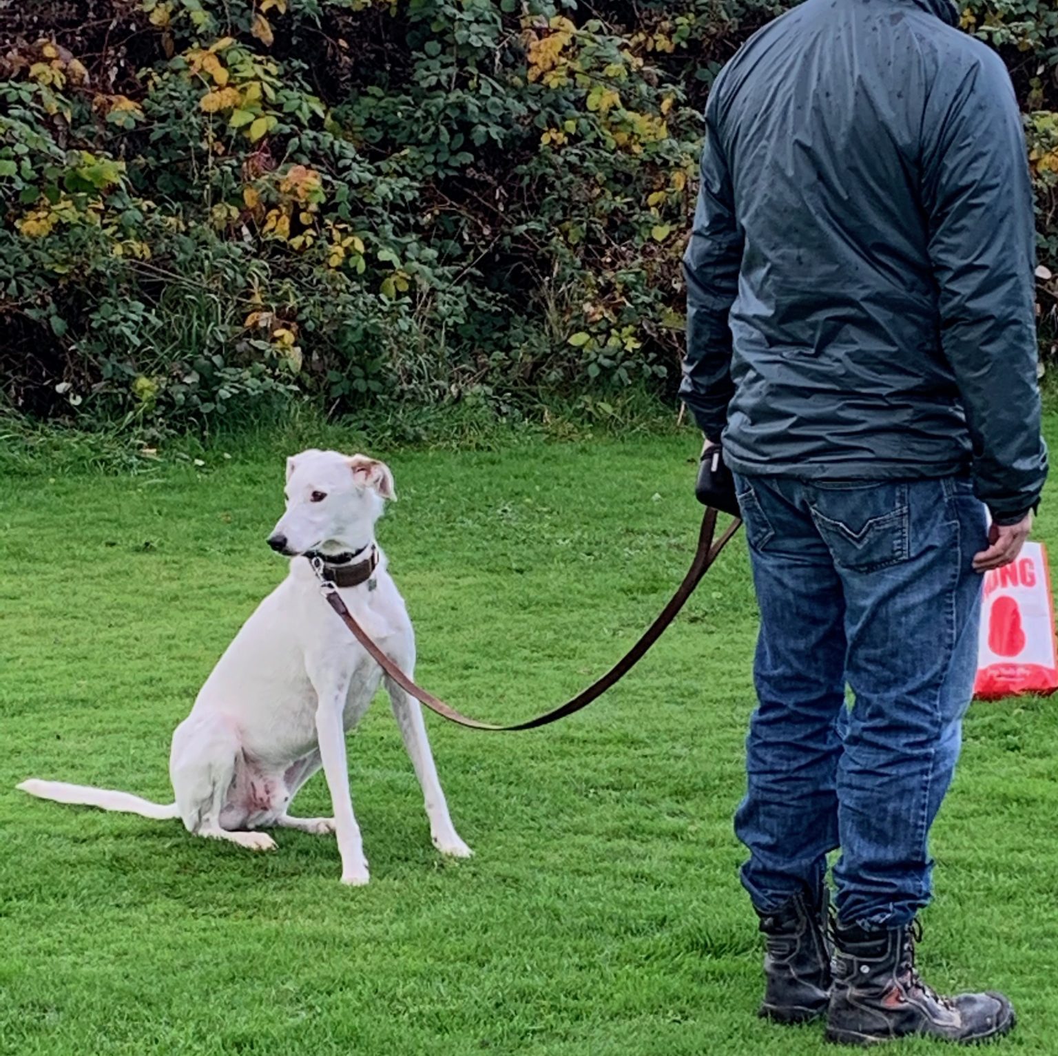 Good citizen dog scheme - SCDDTC